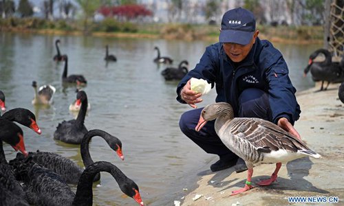 Old man and wild goose - Global Times