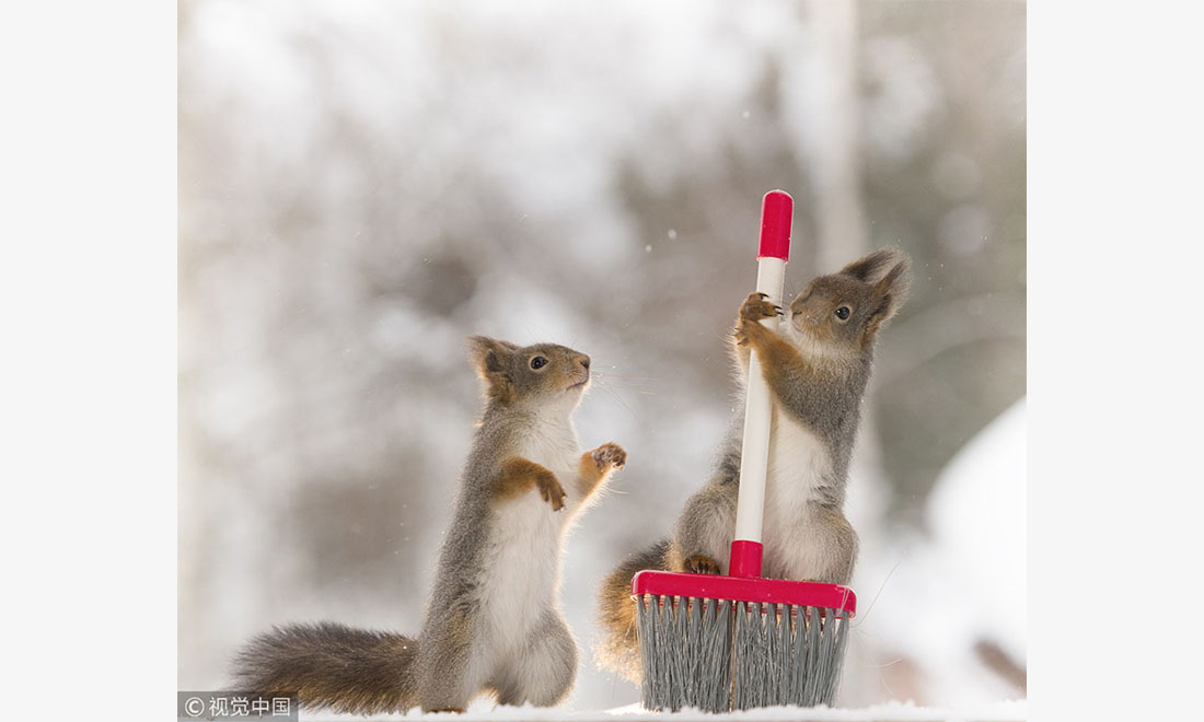 Squirrels get ready for spring with some spring cleaning - Global Times