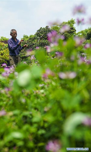 Rural living environment improved in east China's Zhejiang - Global Times