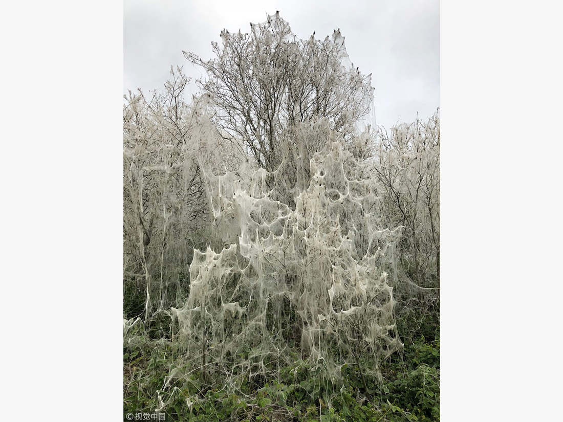 Creepy-looking cocooned trees in Netherlands - Global Times