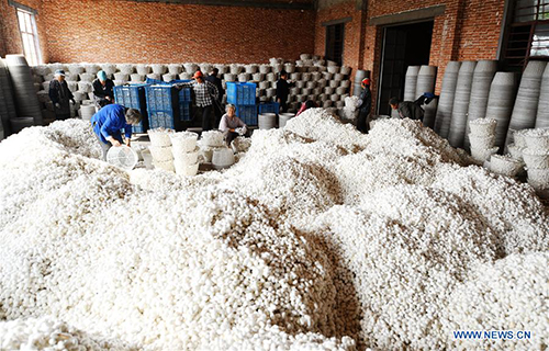Staff members process silkworm cocoons in Hai'an, E China's Jiangsu ...
