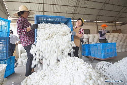 Staff members process silkworm cocoons in Hai'an, E China's Jiangsu ...