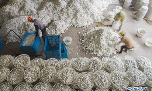 Staff members process silkworm cocoons in Hai'an, E China's Jiangsu ...