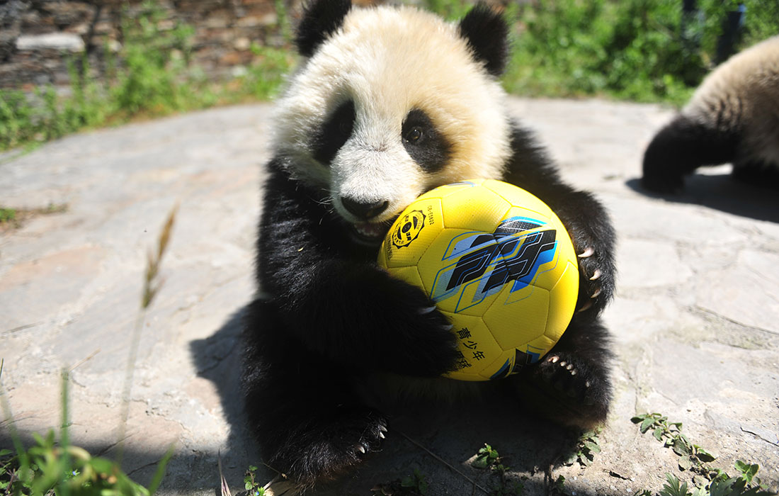 Pandas show off their ‘soccer skills’ ahead of World Cup - Global Times
