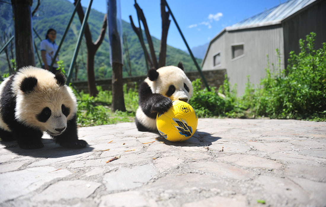 Pandas show off their ‘soccer skills’ ahead of World Cup - Global Times