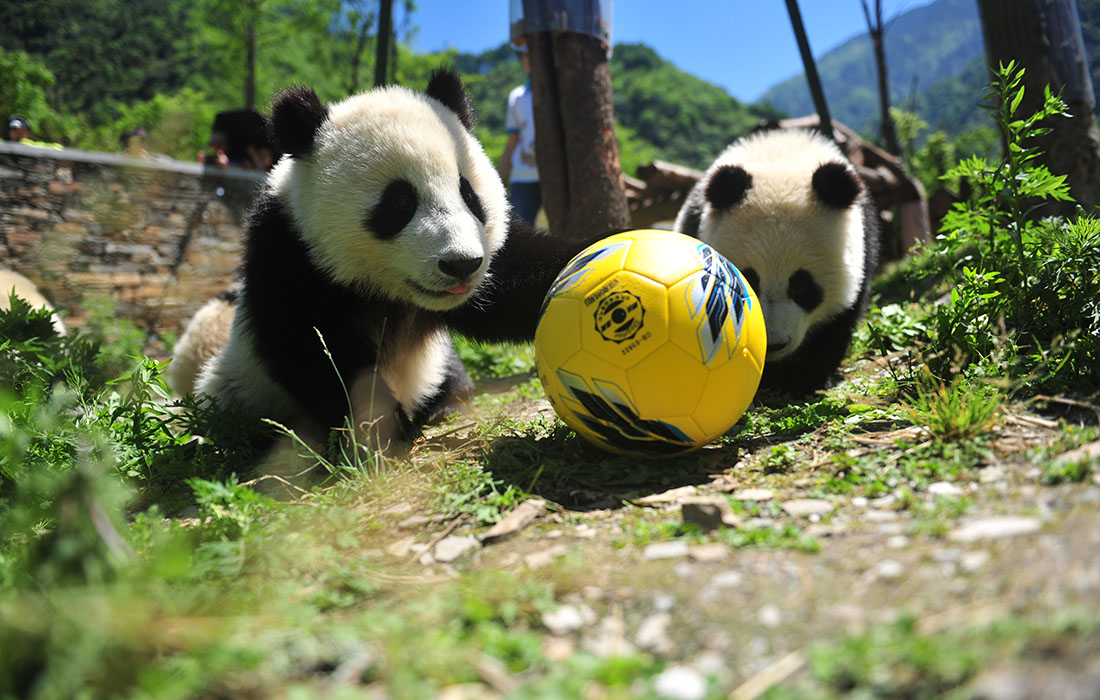 Pandas show off their ‘soccer skills’ ahead of World Cup - Global Times