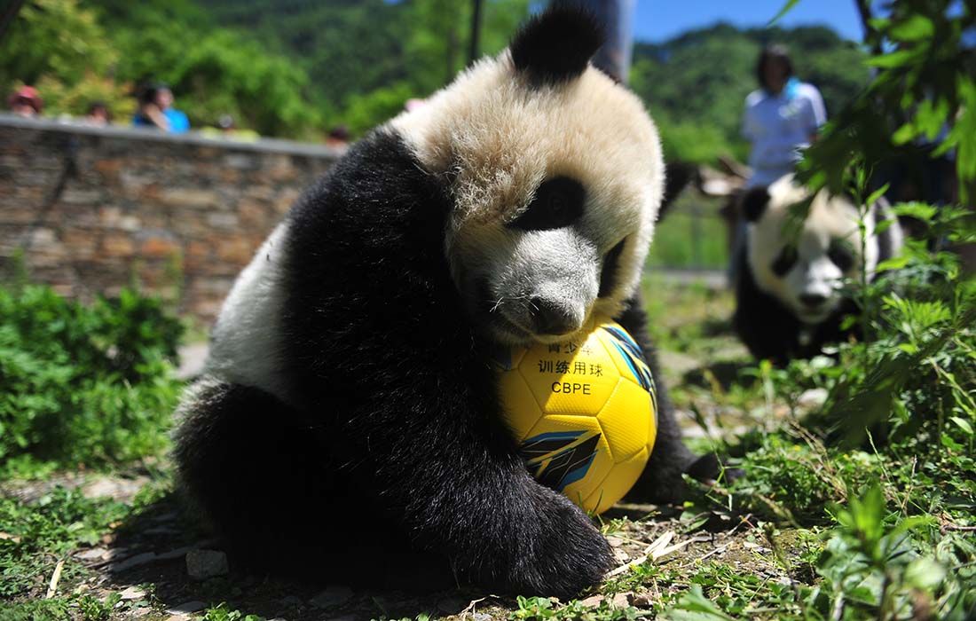 Pandas show off their ‘soccer skills’ ahead of World Cup - Global Times