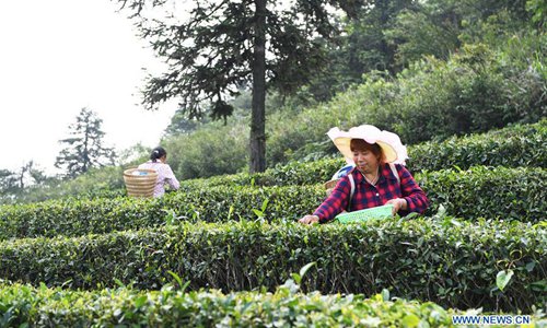 Tea planting industry helps reduce poverty in SW China - Global Times
