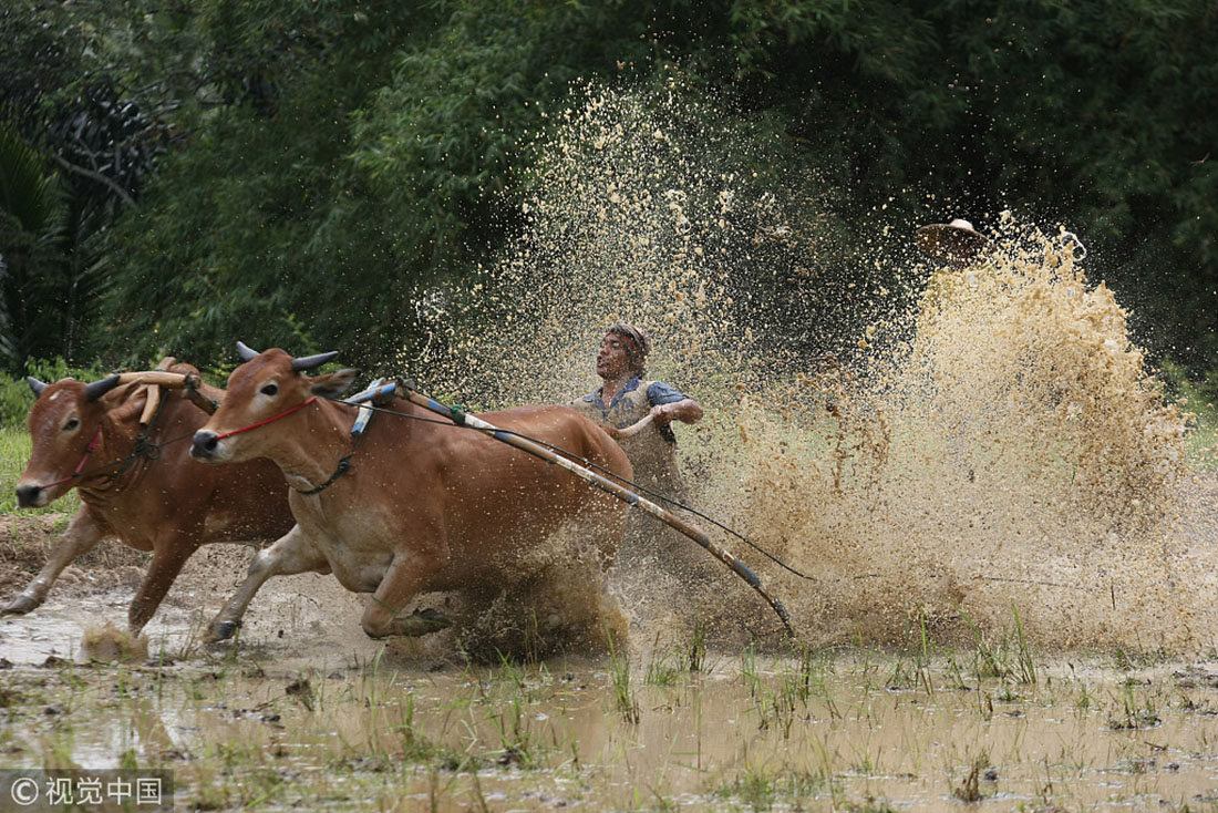 Traditional mud cow race held to celebrate the end of the rice harvest ...