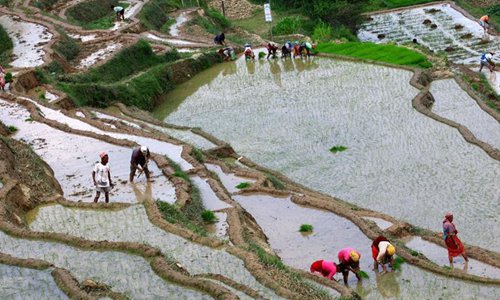 Nepalese people plant rice seedlings as monsoon season begins in ...