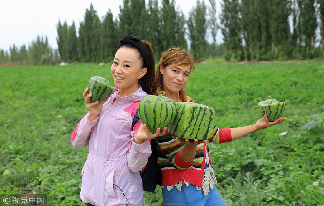 Reshaping watermelon - Global Times