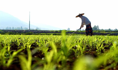 People do farm work on solar term 'Xiaoshu' across China - Global Times