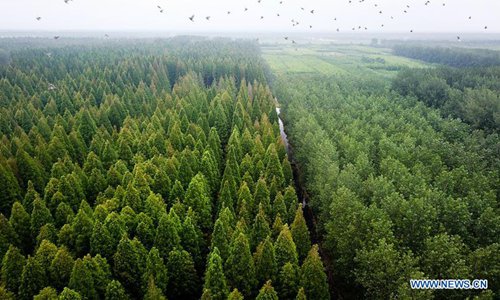 China mulls enshrining tree planting day in law - Global Times