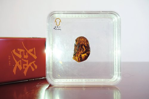 First baby snake fossil from dinosaur age arrives in Shanghai - Global ...