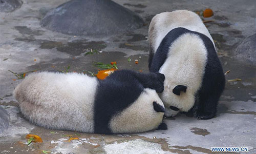 Giant panda twins celebrate 3rd birthday in China's Jiangsu - Global Times