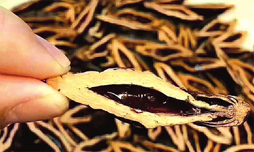 Centuries-old Hunan specialty: the betel nut - Global Times