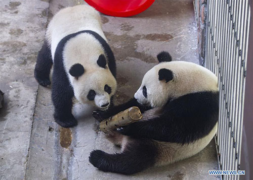 Giant panda twins celebrate 3rd birthday in China's Jiangsu - Global Times