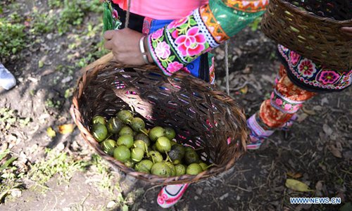 Walnut picking festival held in China's Yunnan - Global Times