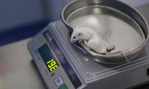 Lab for experimenting on rats opens in Guangdong - Global Times