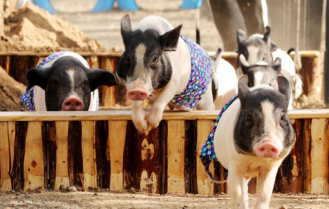 Piggy sports competition held in Zhangjiakou on Friday - Global Times