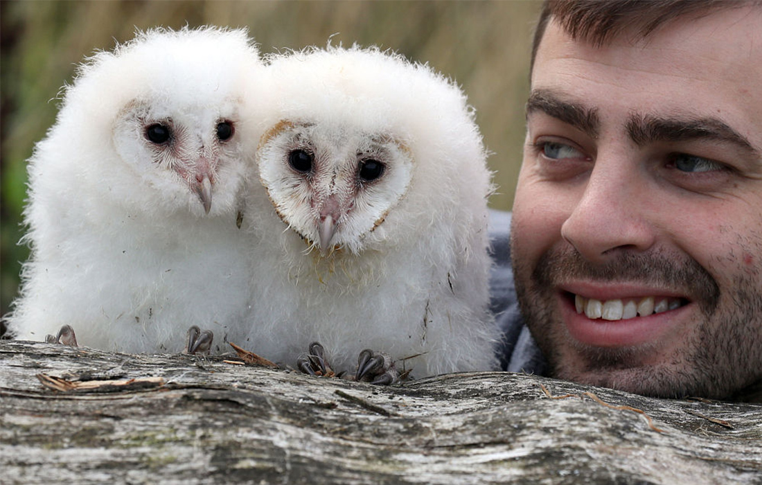 Fluffy owl chicks pose with zookeeper - Global Times
