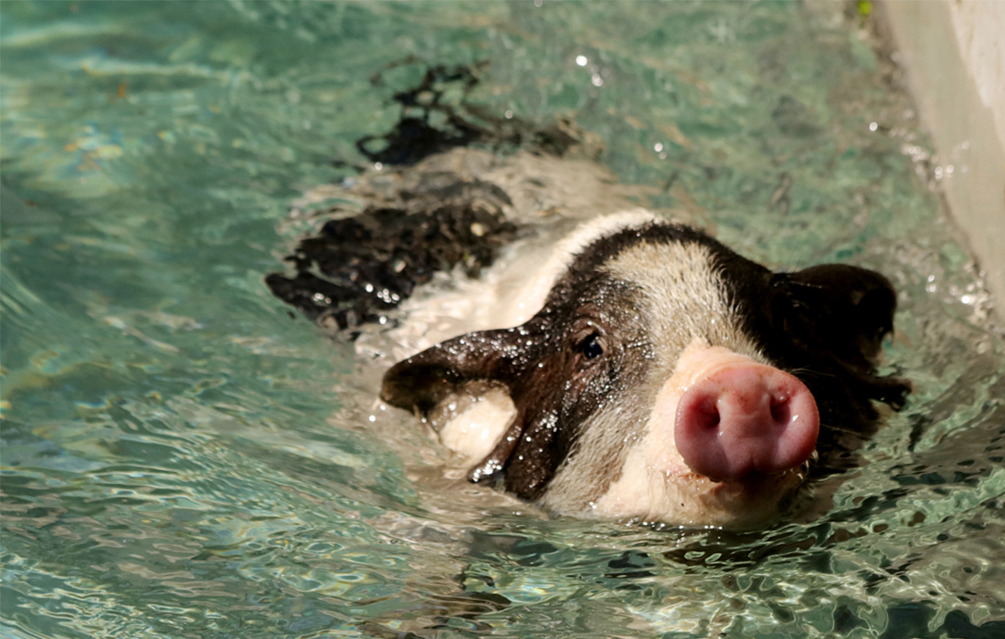 Piggy sports competition held in Zhangjiakou on Friday - Global Times