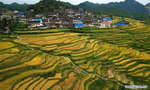 View of paddy rice field across China - Global Times