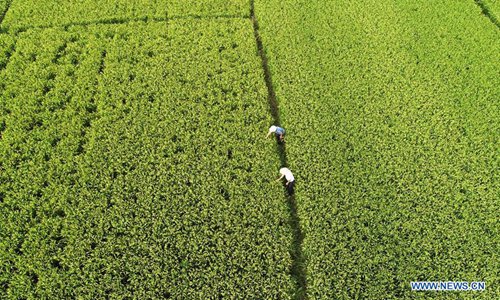 View of paddy rice field across China - Global Times