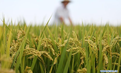 View of paddy rice field across China - Global Times