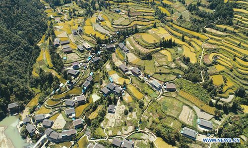 View of paddy rice field across China - Global Times