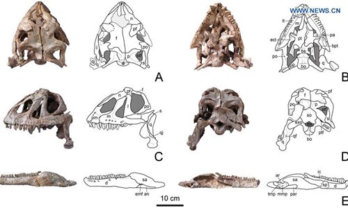 New dinosaur species fossil discovered in China - Global Times