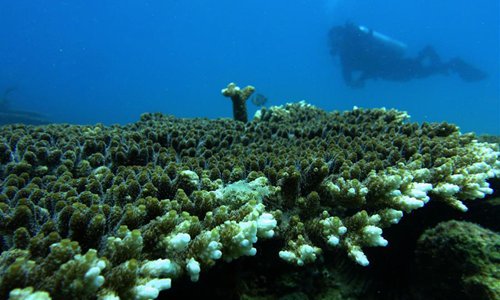 Ecosystem of coral reef preserved well in S China's Hainan - Global Times