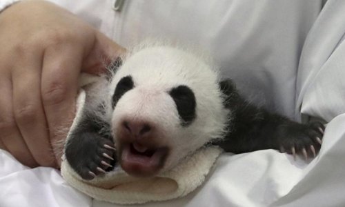 Japan-born panda cub makes public debut in Wakayama - Global Times