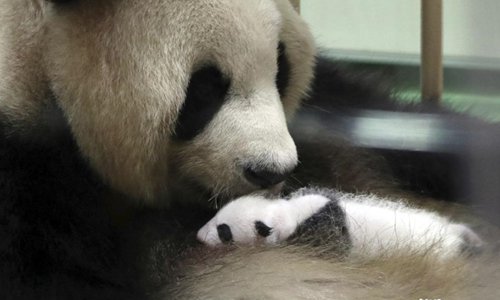 Japan-born panda cub makes public debut in Wakayama - Global Times