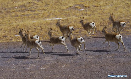 Wild animals in Changtang National Natural Reserve, China's Tibet ...