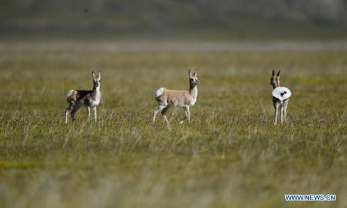 Wild animals in Changtang National Natural Reserve, China's Tibet ...