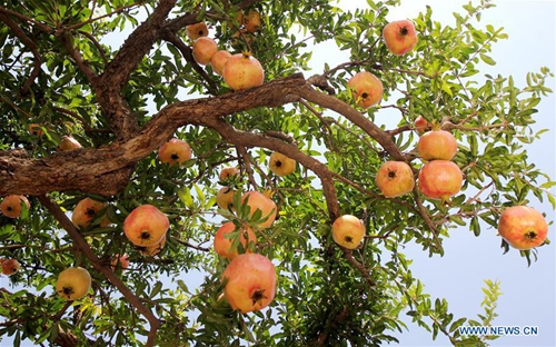 Pomegranate garden in E China's Shandong Province enters harvest season ...