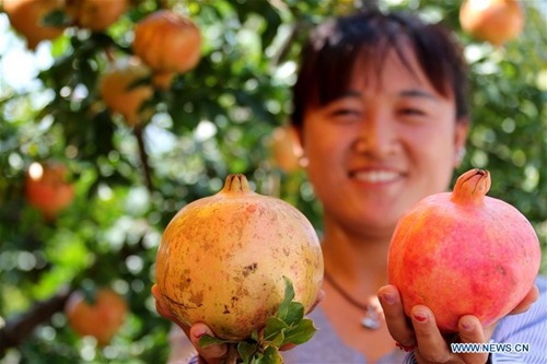 Pomegranate garden in E China's Shandong Province enters harvest season ...