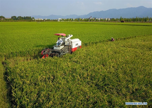 Farmers harvest rice at Cailu Village in E China's Zhejiang - Global Times