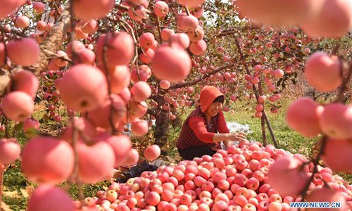 Luochuan: major apple base in China - Global Times
