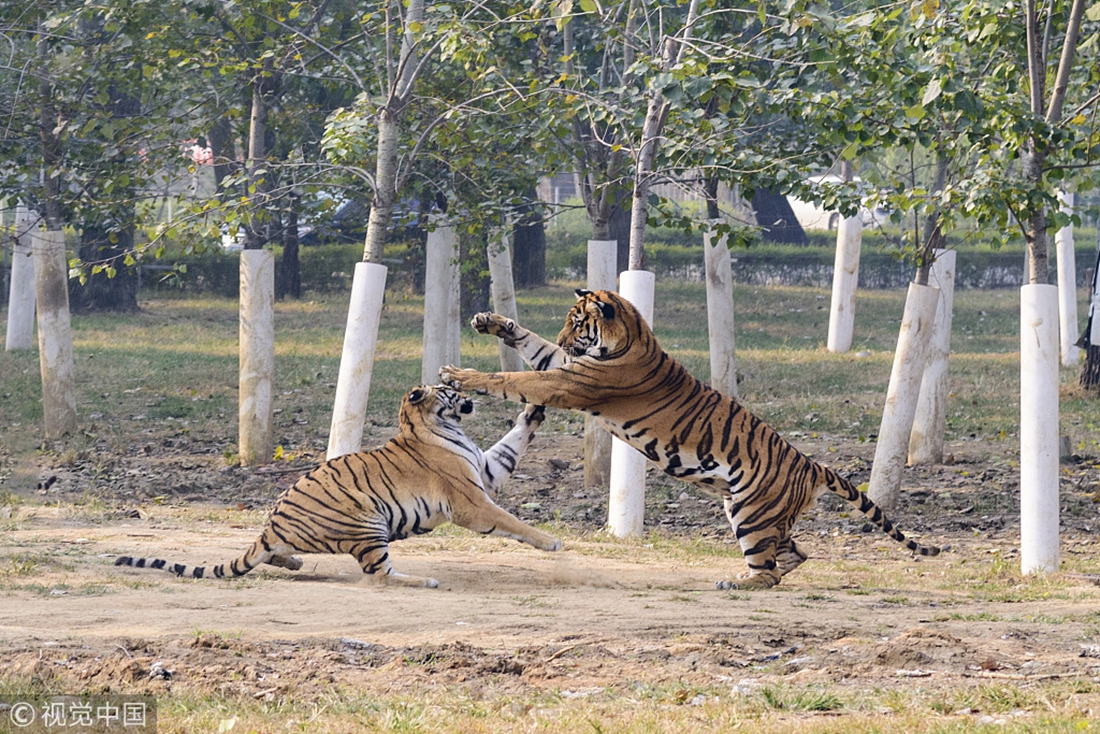 Close encounters of the safari kind - Global Times