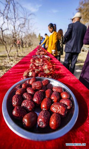 Jujubes enter harvest season in northwest China's Xinjiang - Global Times