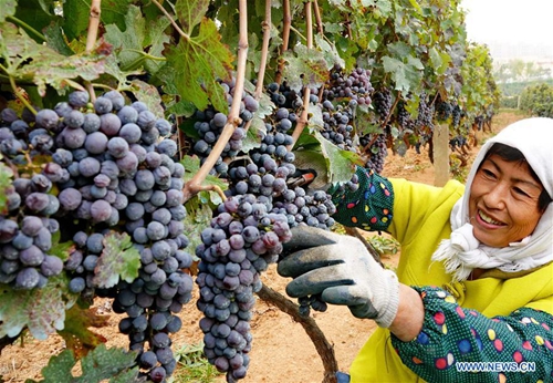 Grapes harvested in Zhaotan Village, north China's Hebei - Global Times