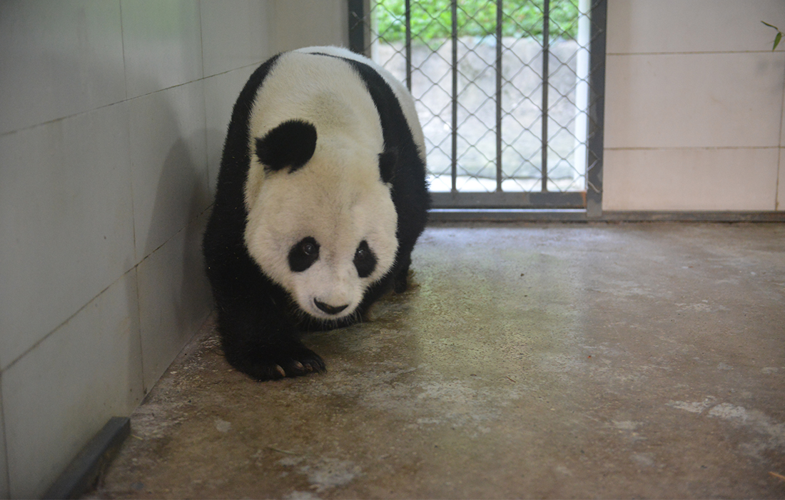 Chinese giant panda Gaogao returns to China - Global Times
