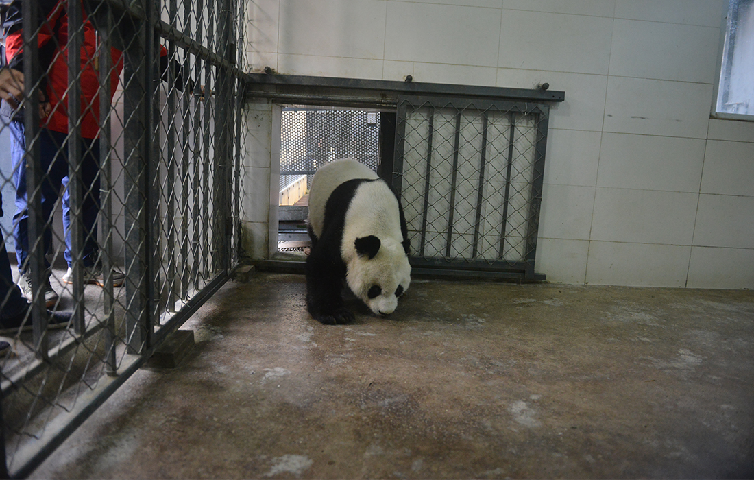 Chinese giant panda Gaogao returns to China - Global Times