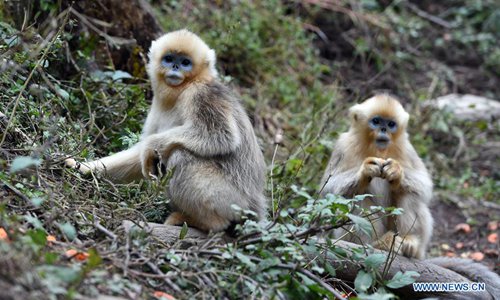 Golden monkeys at Yuhe National Natural Reserve in NW China's Gansu ...