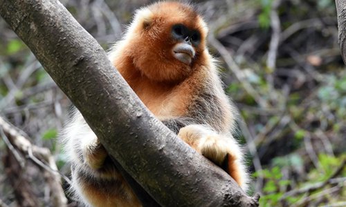 Golden monkeys at Yuhe National Natural Reserve in NW China's Gansu ...
