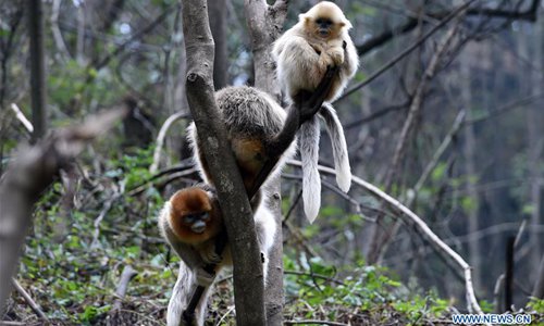 Golden monkeys at Yuhe National Natural Reserve in NW China's Gansu ...