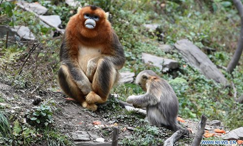 Golden monkeys at Yuhe National Natural Reserve in NW China's Gansu ...