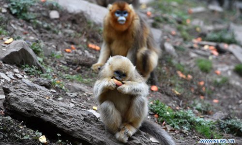 Golden monkeys at Yuhe National Natural Reserve in NW China's Gansu ...